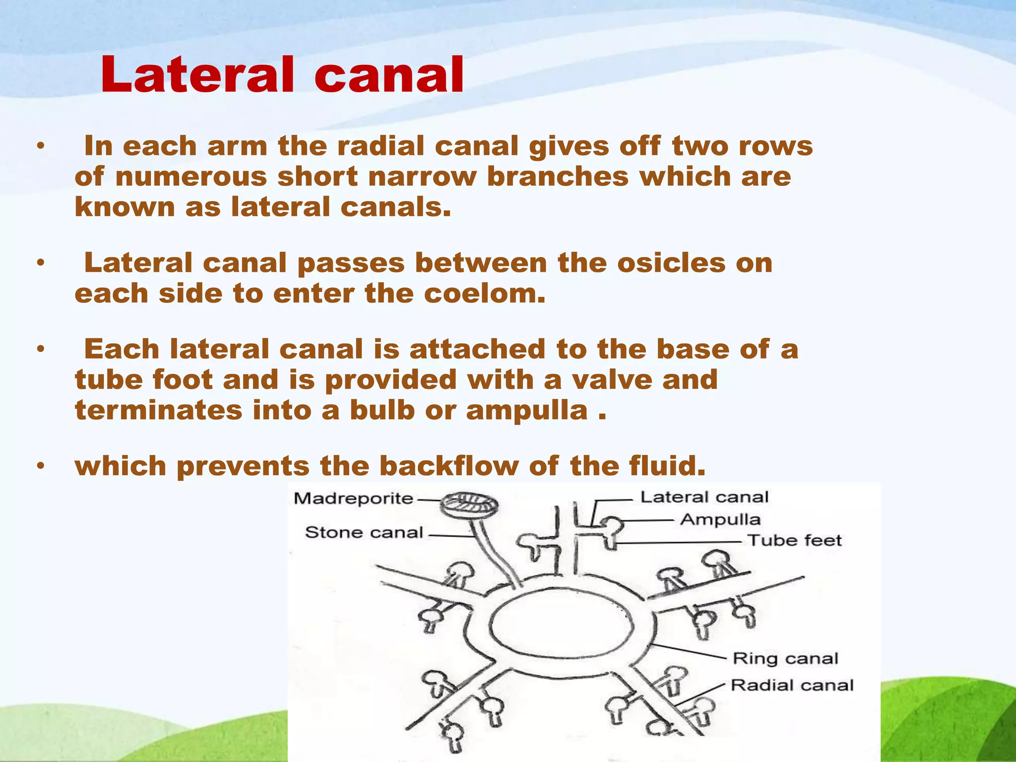 water vascular system by shivani bhomle | PPTX
