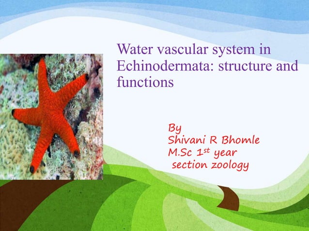 water vascular system by shivani bhomle | PPTX | Geology | Science