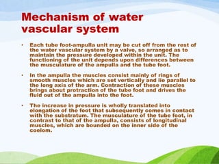 water vascular system by shivani bhomle | PPT