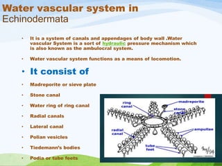 water vascular system by shivani bhomle | PPTX