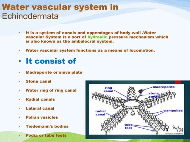 water vascular system by shivani bhomle | PPTX | Geology | Science