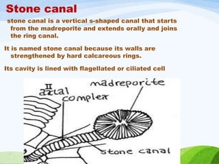 water vascular system by shivani bhomle | PPTX