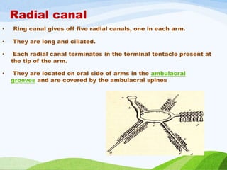 water vascular system by shivani bhomle | PPTX