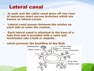water vascular system by shivani bhomle | PPTX