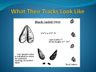 All about our black tail deer | PPTX