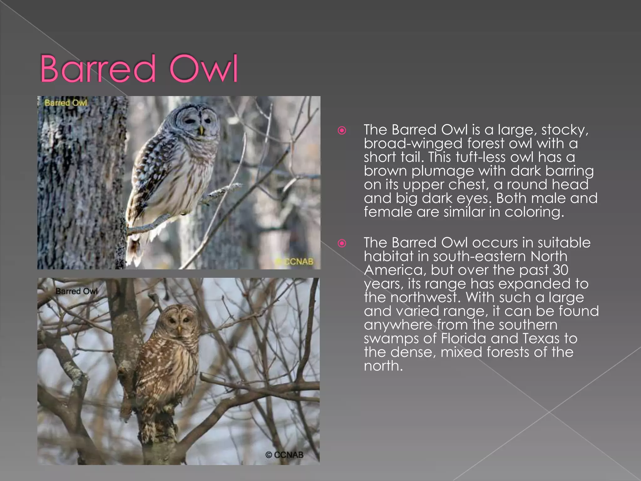 All About Owls | PPTX