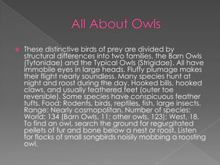 All About Owls | PPTX | Birdwatching | Hobbies & Interests