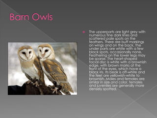 All About Owls | PPTX