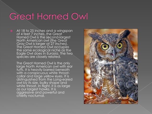 All About Owls | PPTX | Birdwatching | Hobbies & Interests