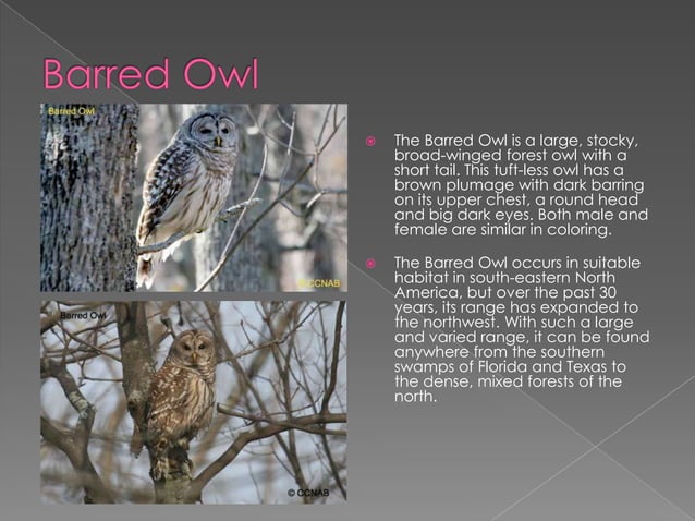 All About Owls | PPTX | Birdwatching | Hobbies & Interests