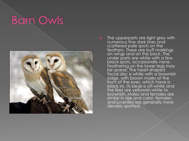 All About Owls