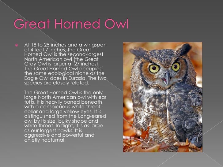 All About Owls