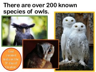 All About Owls | PDF