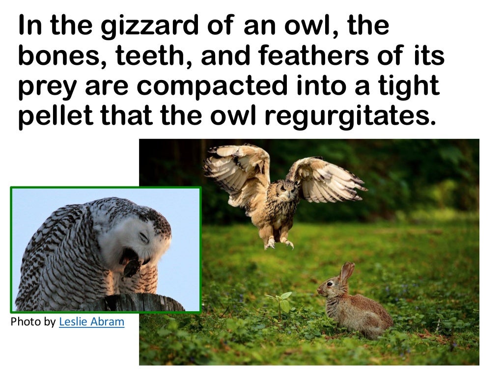 All About Owls | PDF