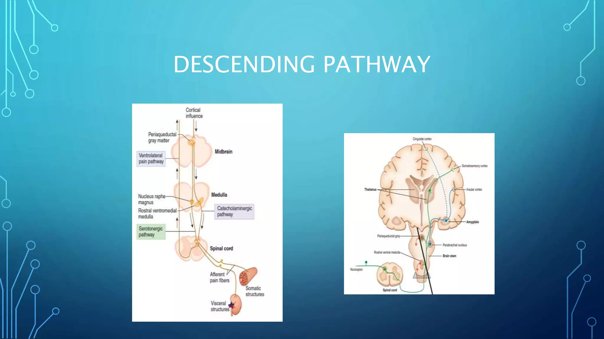 pain physiology , pathology, types , assessment, management , recent ...