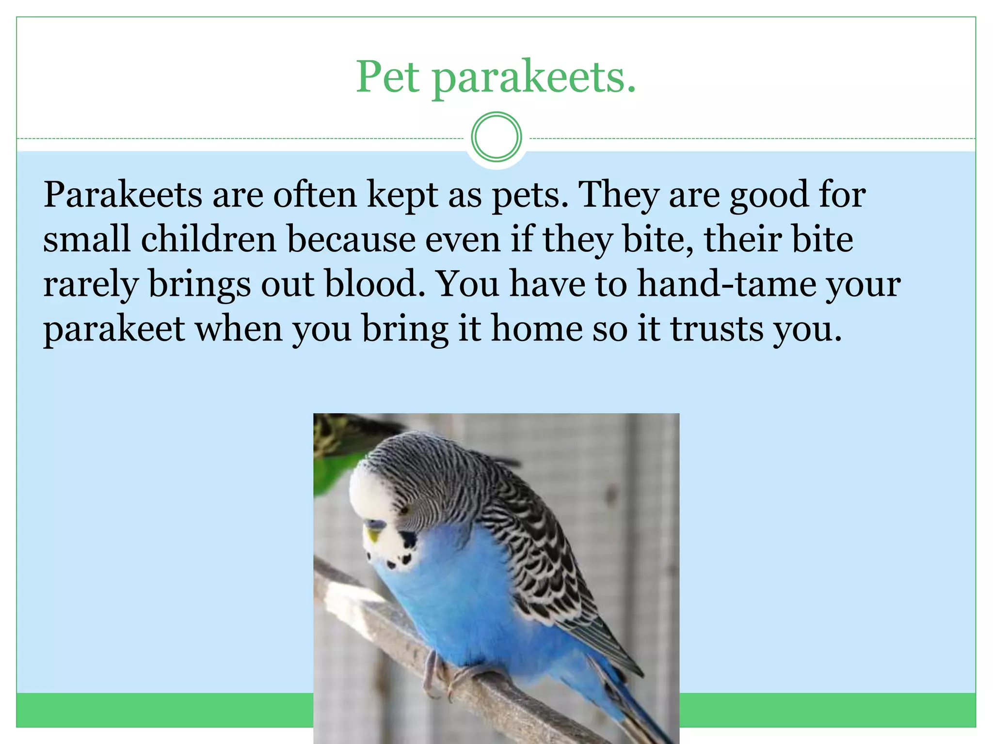 All about parakeets! | PPTX