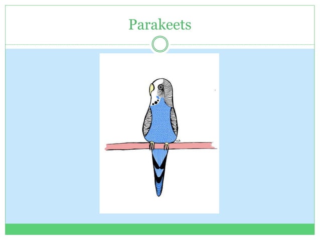 All about parakeets! | PPTX