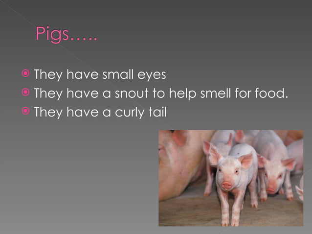 All About Pigs | PPT
