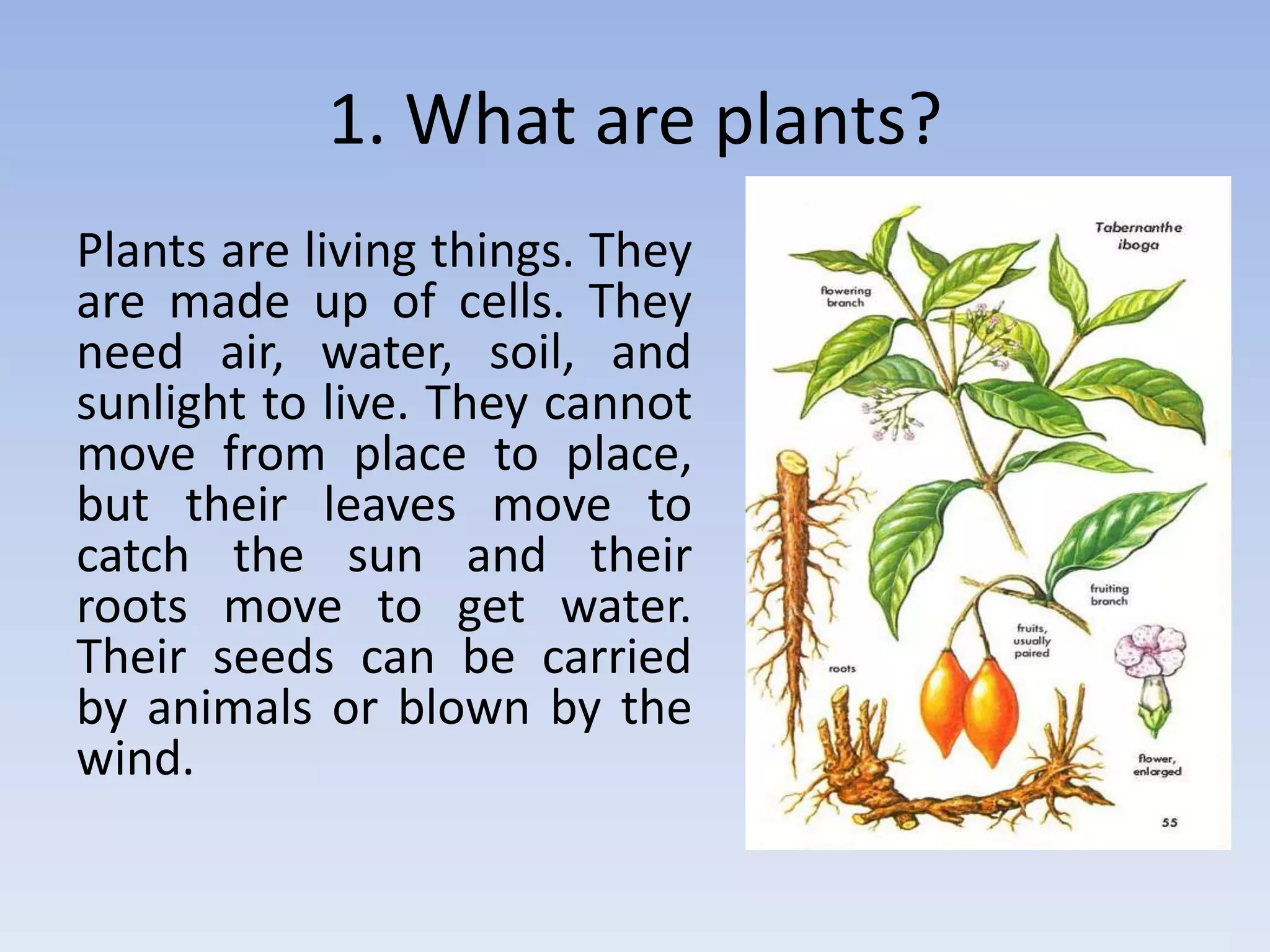 All about plants | PPTX