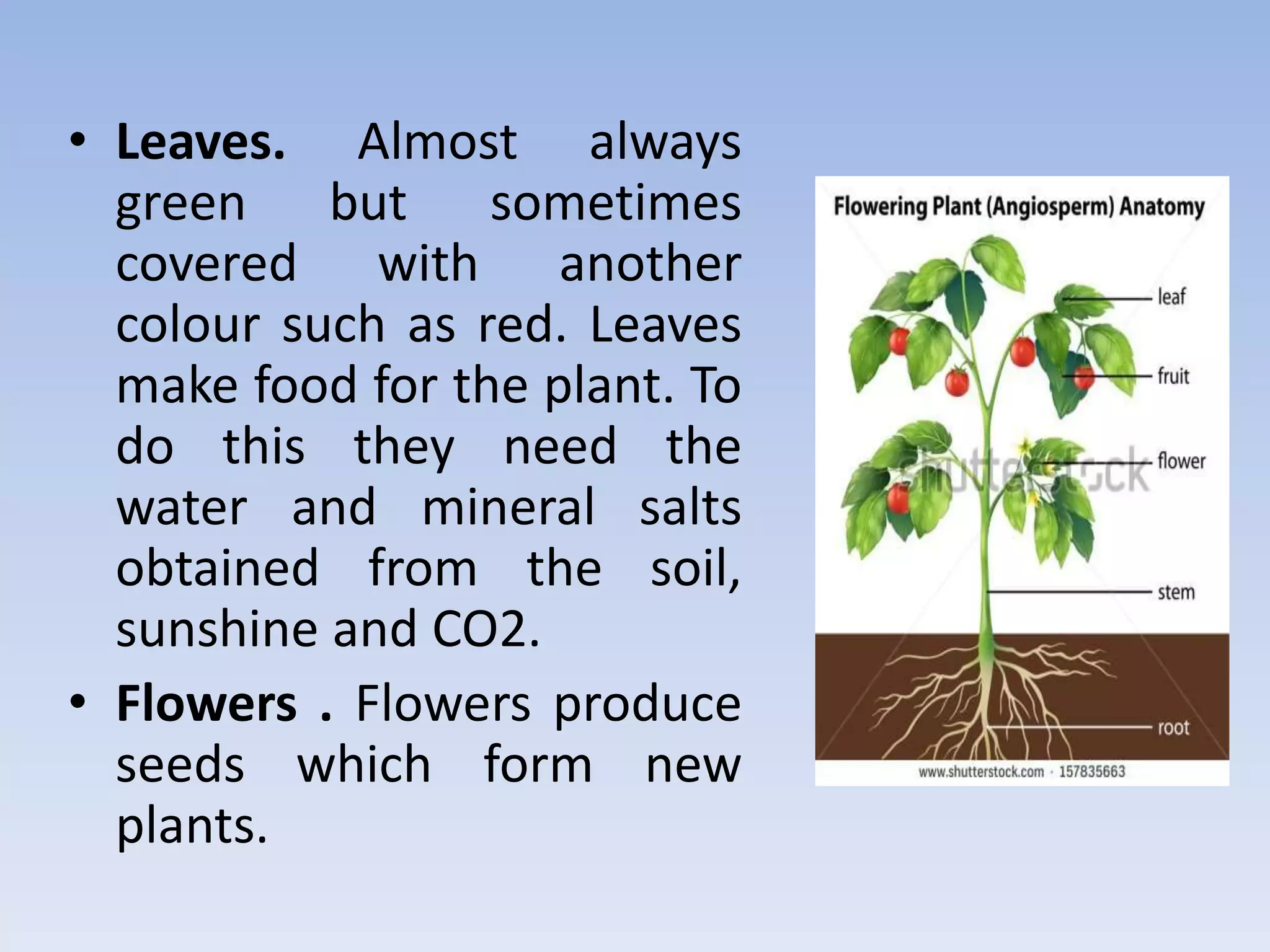 All about plants | PPTX