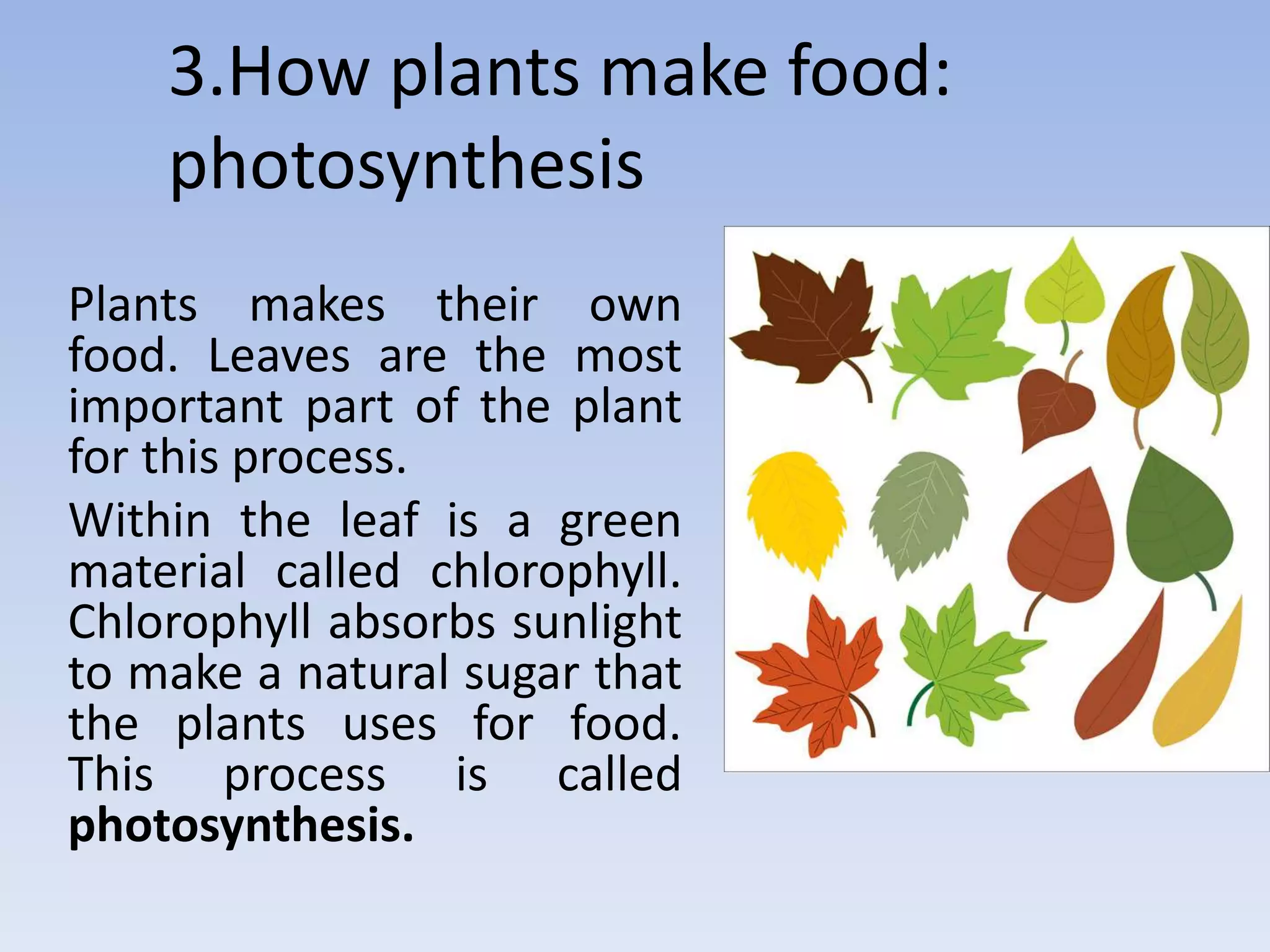 All about plants | PPTX