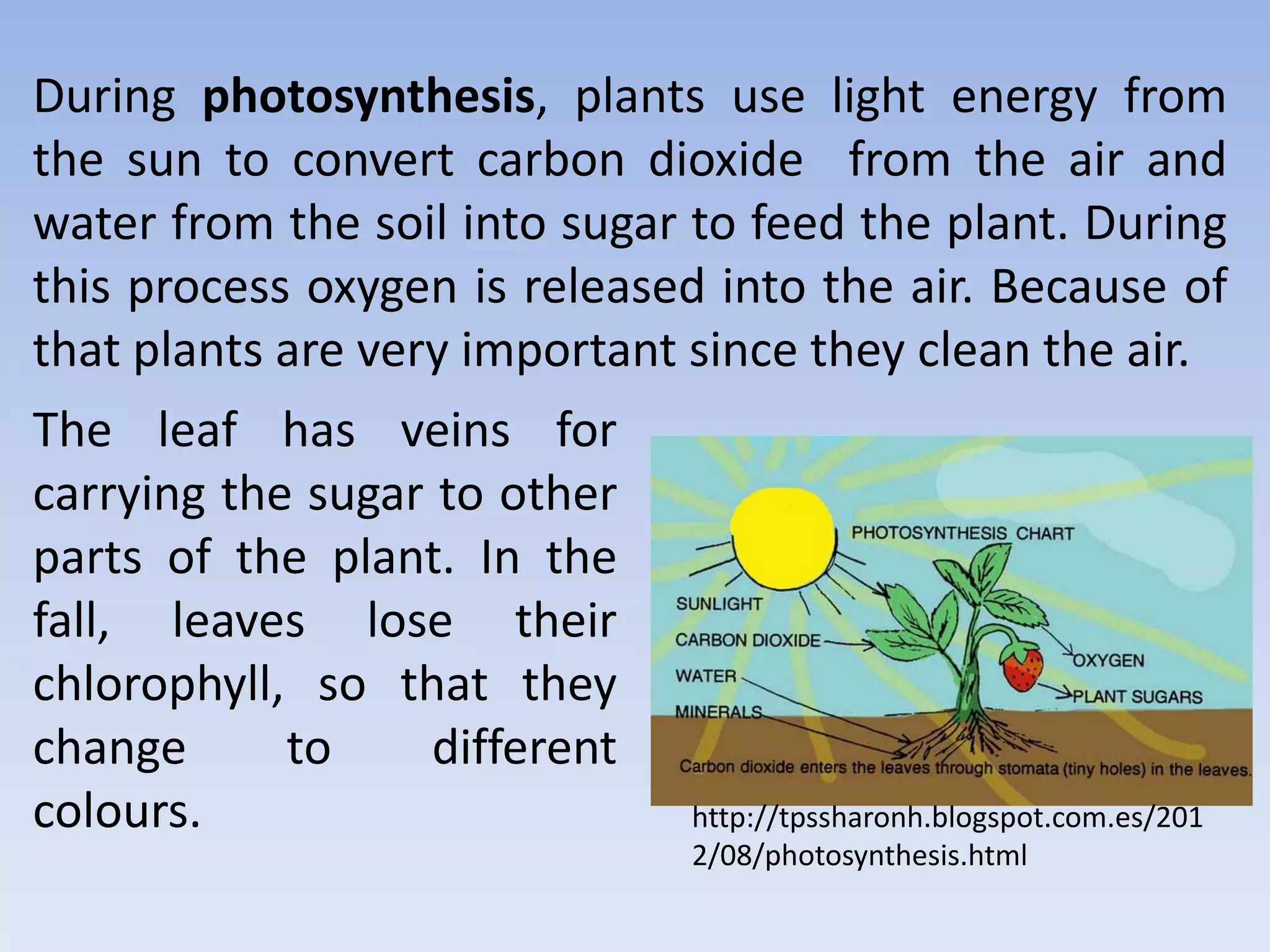 All about plants | PPTX