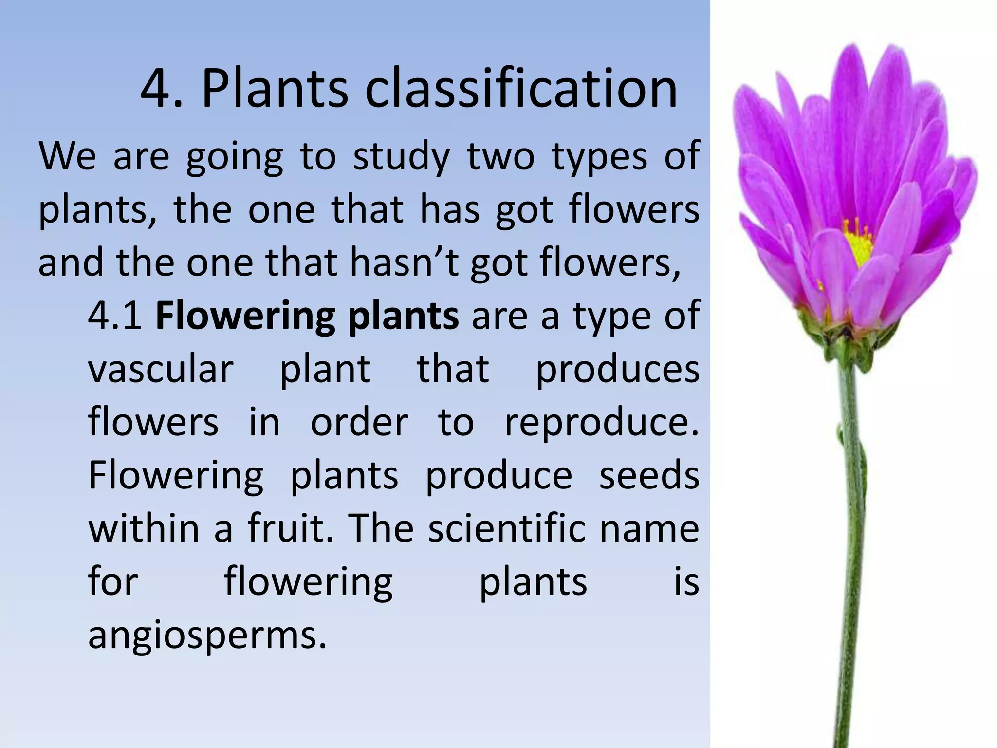 All about plants | PPTX