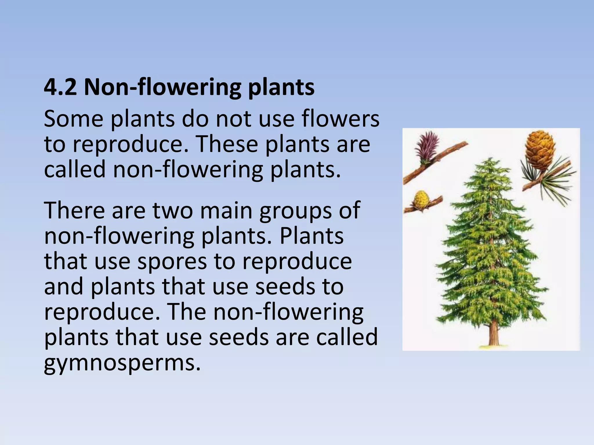 All about plants | PPTX