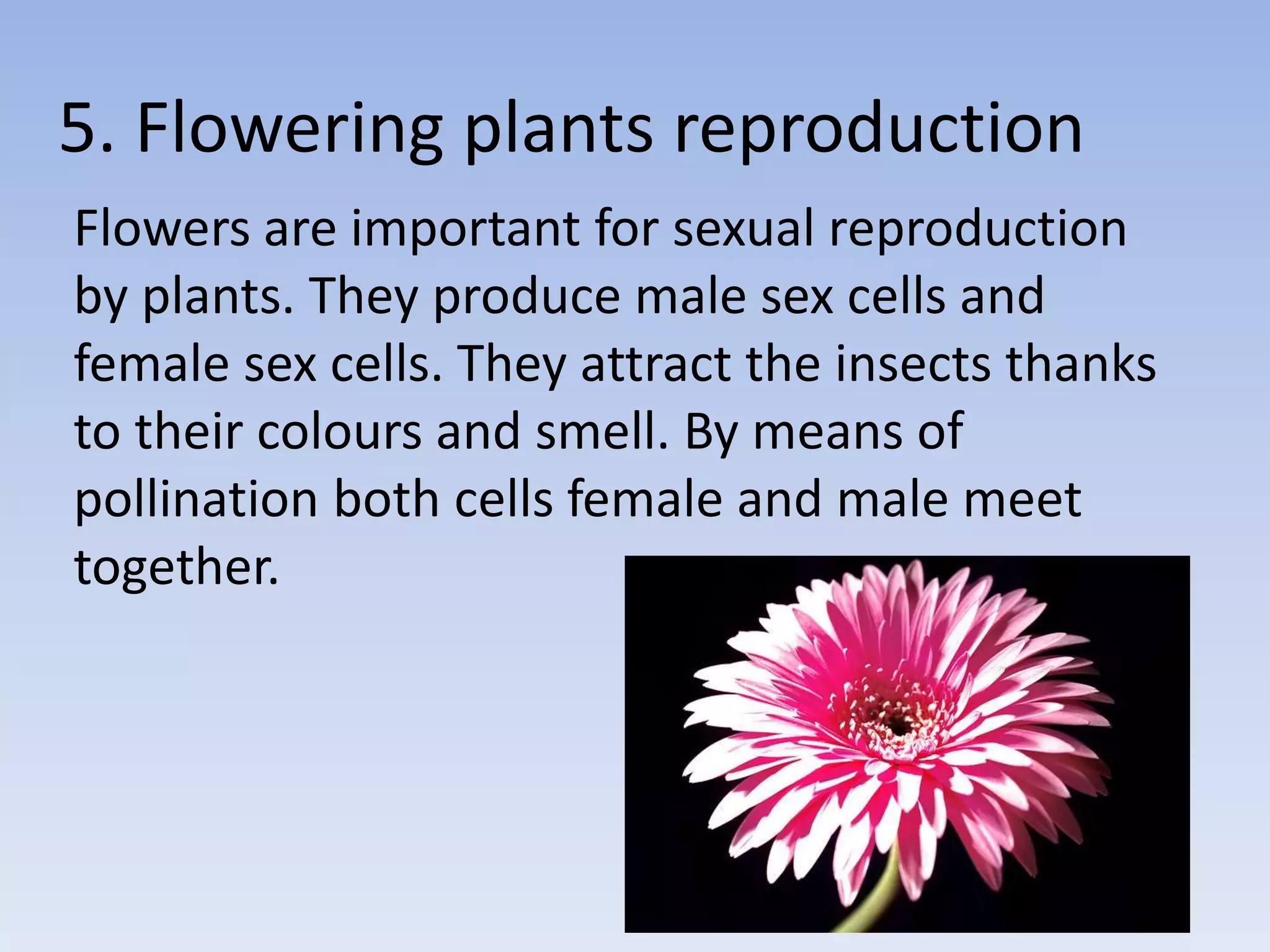 All about plants | PPTX