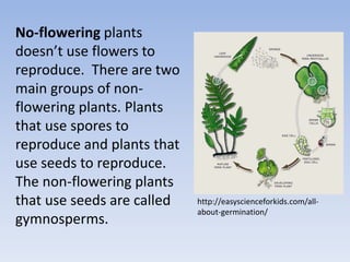 All about plants | PPTX