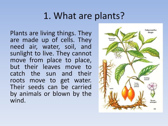 All about plants | PPTX