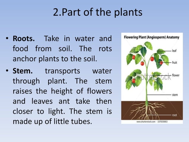 All about plants | PPTX