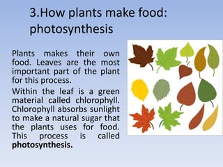 All about plants | PPTX