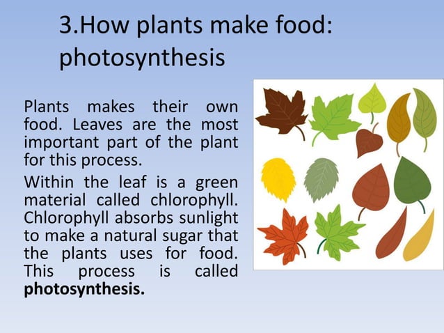All about plants | PPTX