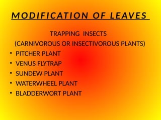 ALL ABOUT PLANTS - morphology and modifications.pptx