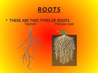 ALL ABOUT PLANTS - morphology and modifications.pptx