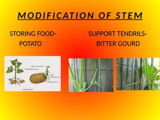 ALL ABOUT PLANTS - morphology and modifications.pptx