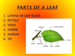 ALL ABOUT PLANTS - morphology and modifications.pptx