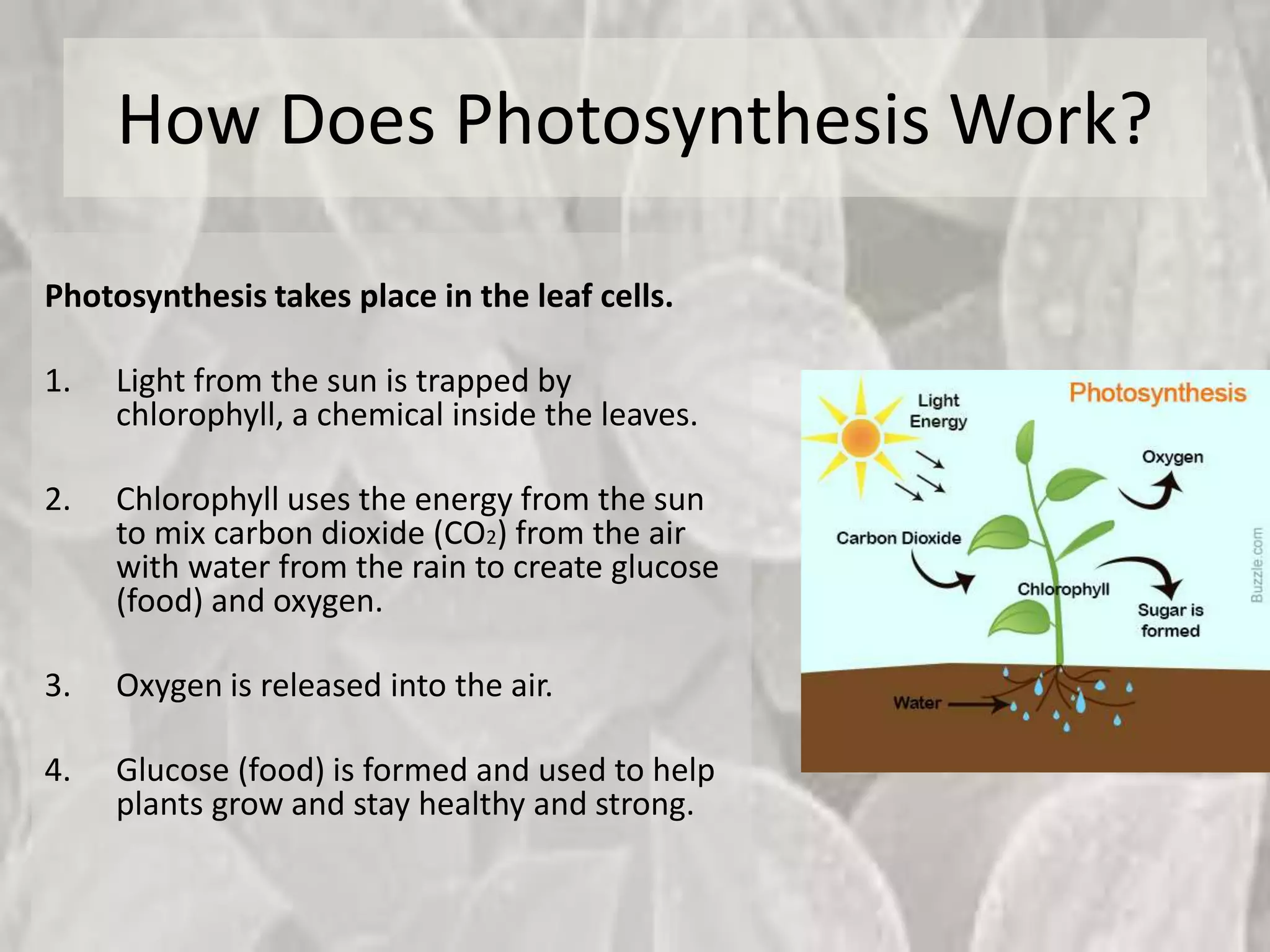 All About Plants - Photosynthesis | Alex Noudelman | PPTX