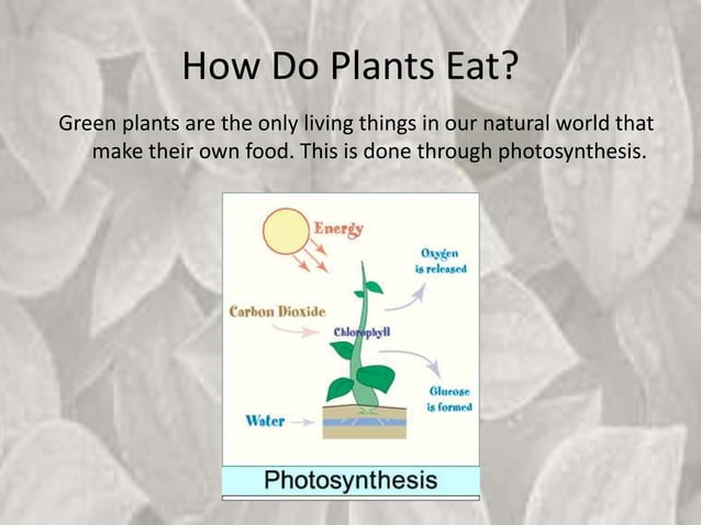 All About Plants - Photosynthesis | Alex Noudelman | PPTX