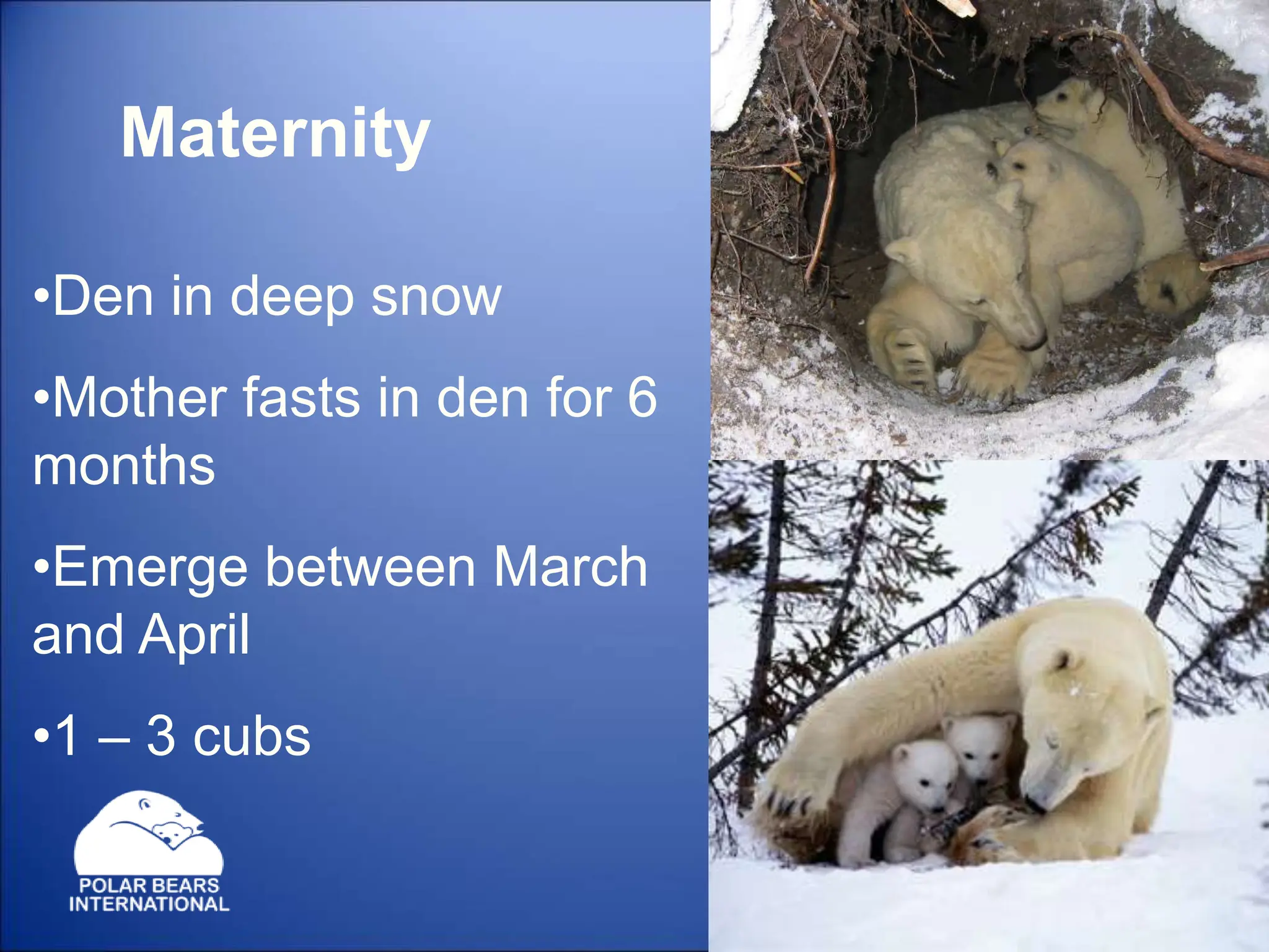 All About Polar Bears prsentación en inglés ppt | PPT