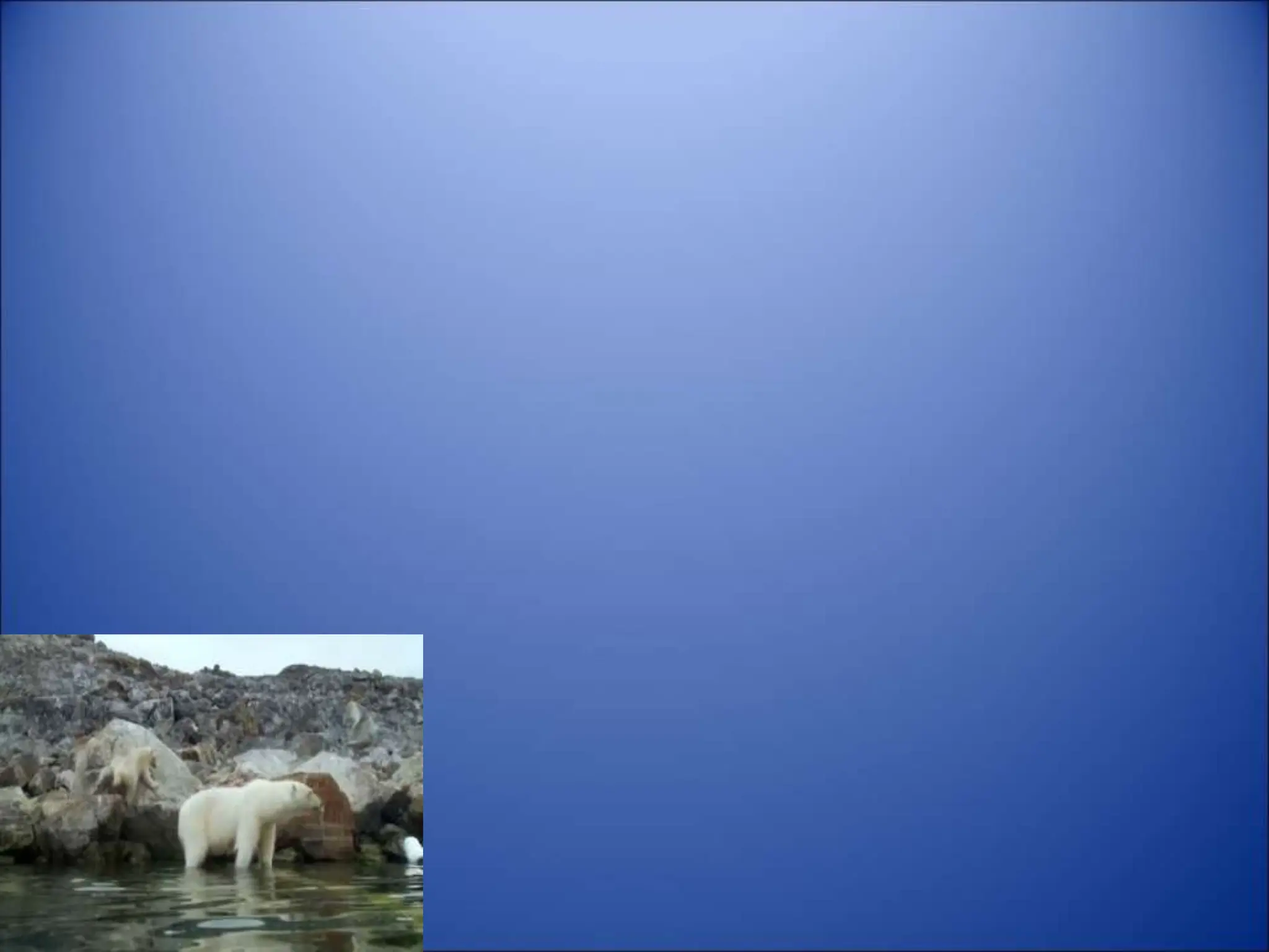 All About Polar Bears prsentación en inglés ppt | PPT