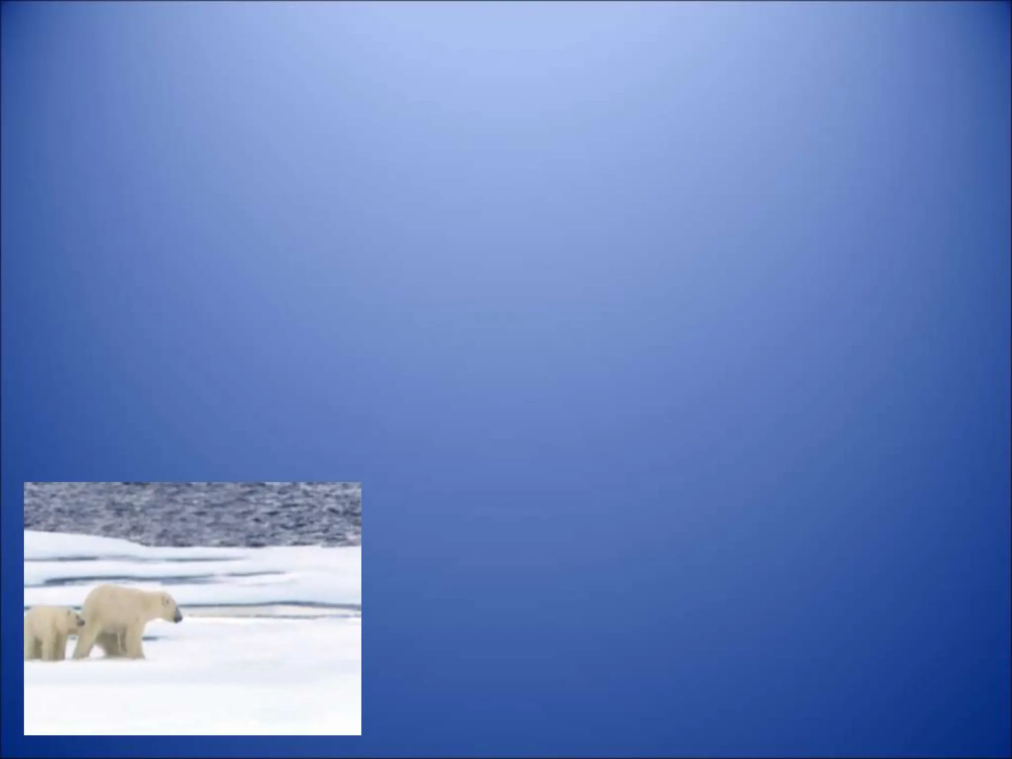 All About Polar Bears prsentación en inglés ppt | PPT | Dogs | Pets