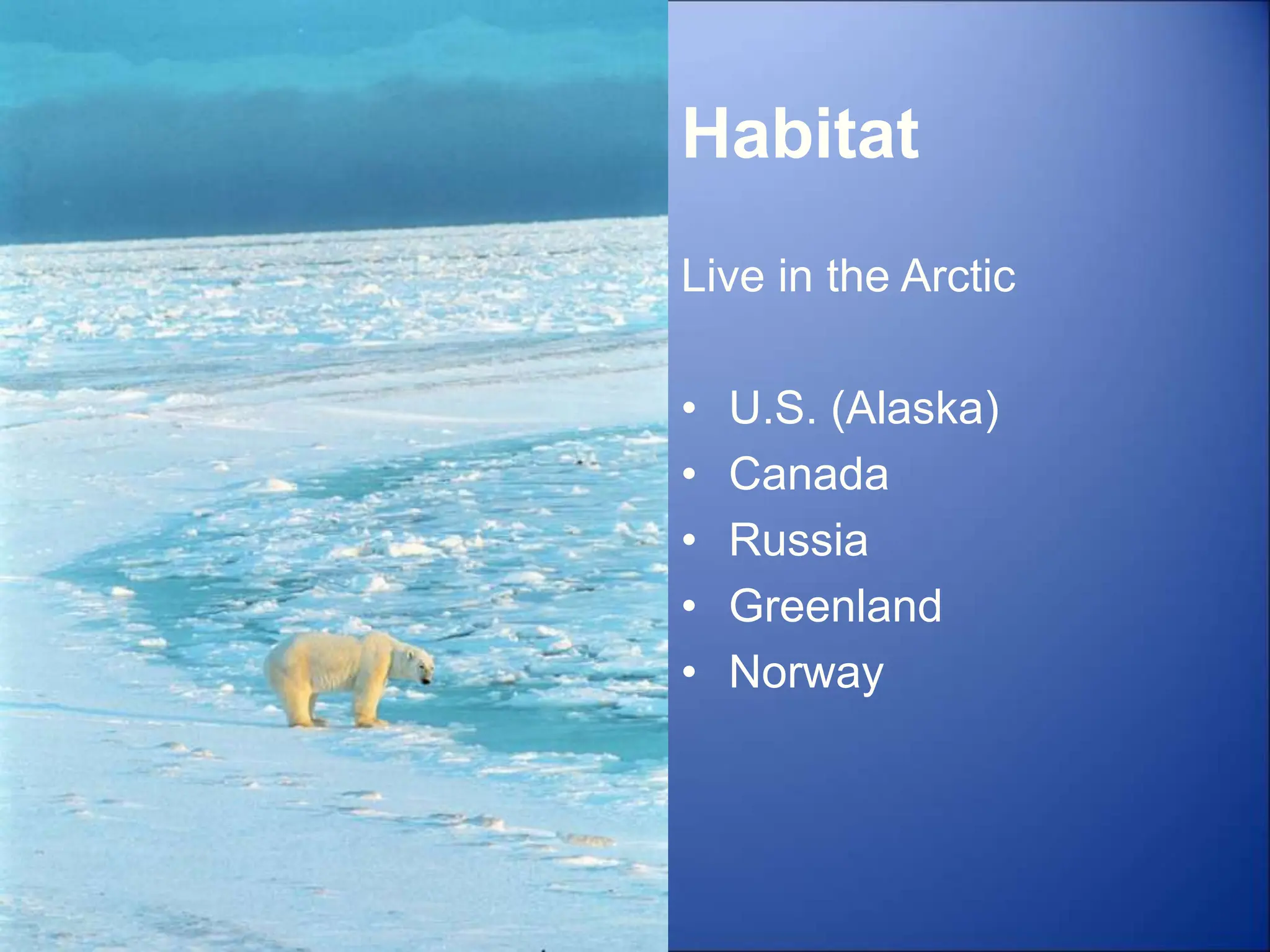 All About Polar Bears prsentación en inglés ppt | PPT