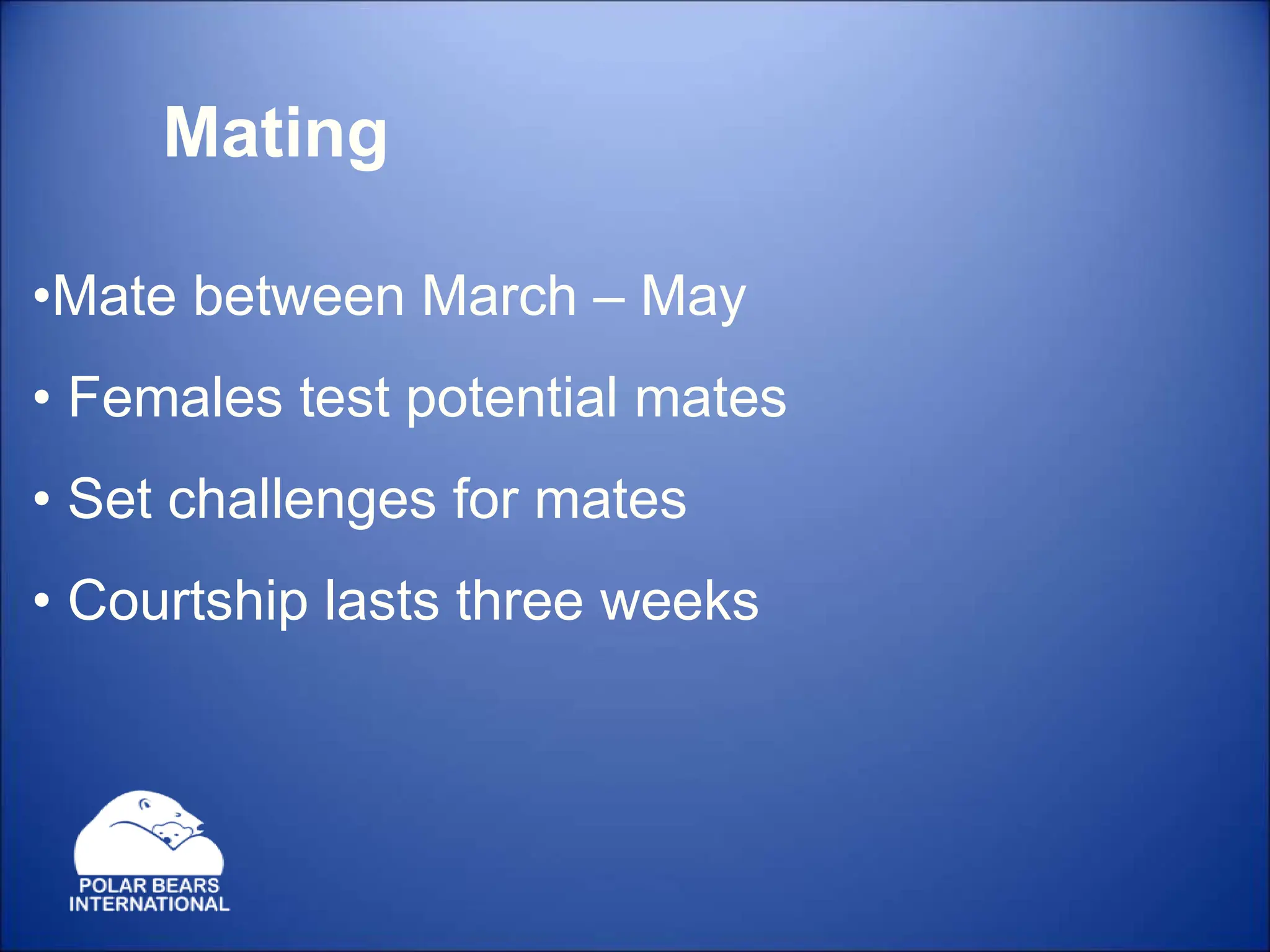 All About Polar Bears prsentación en inglés ppt | PPT | Dogs | Pets