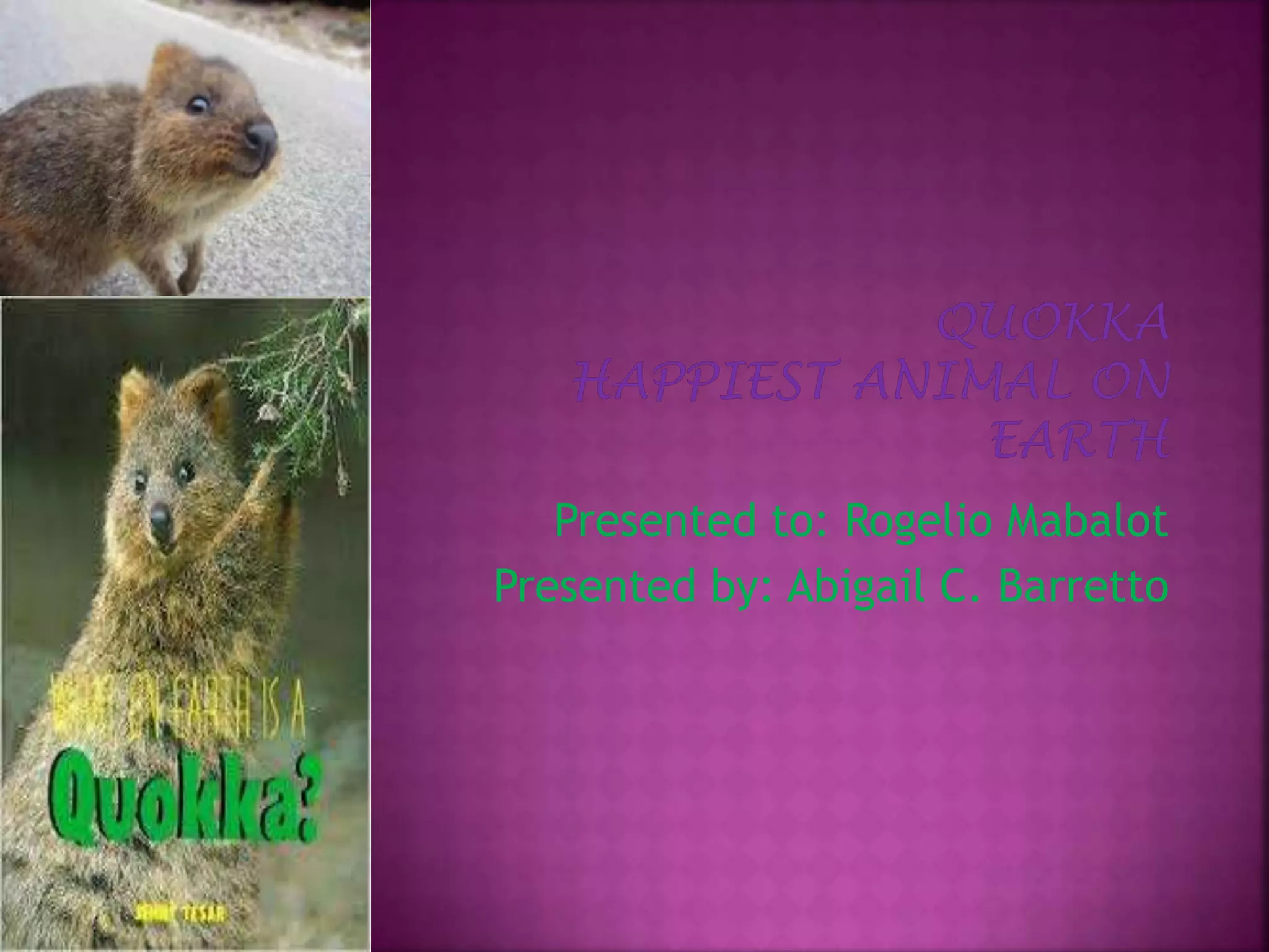All about quokka | PPTX
