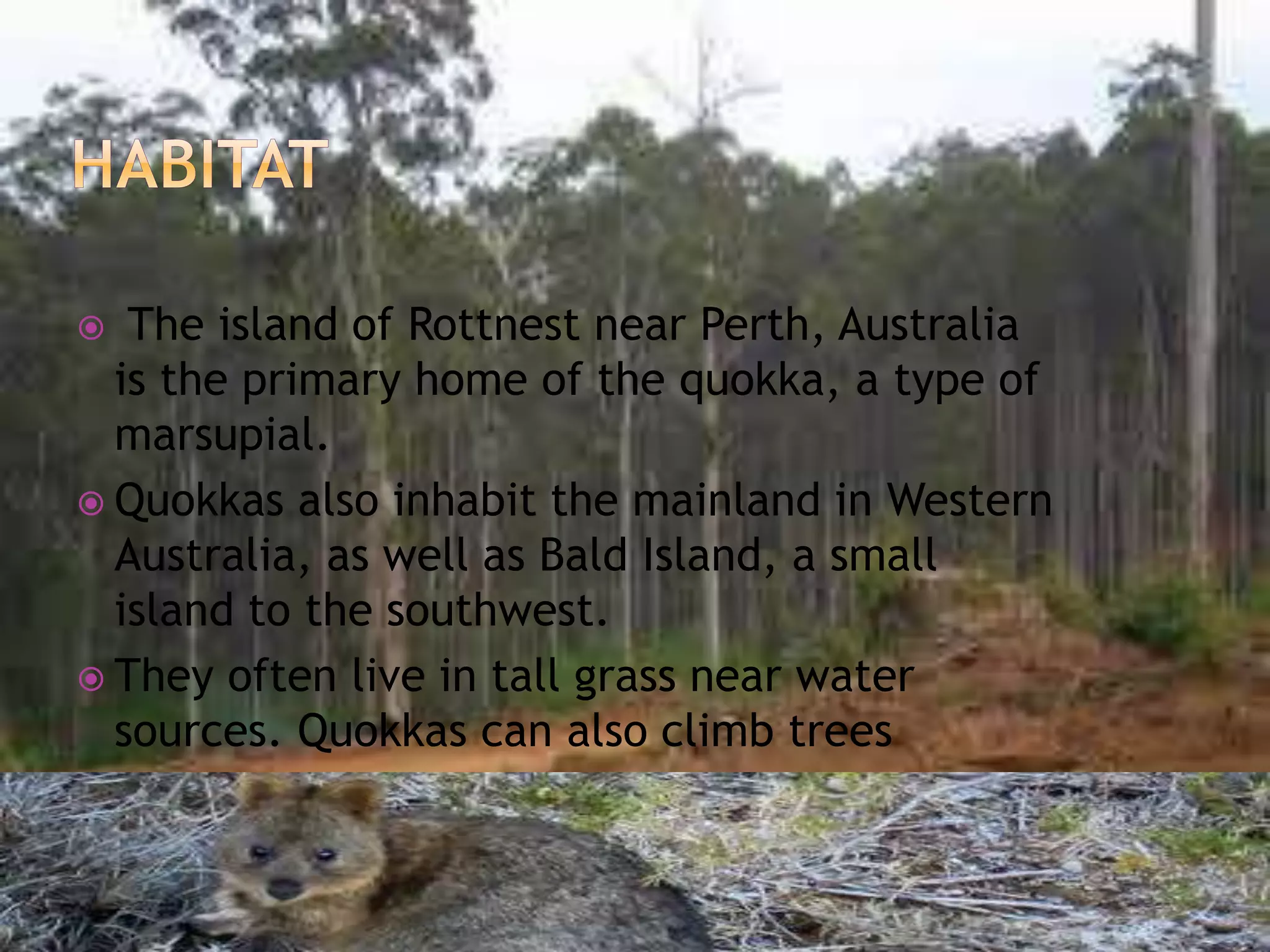 All about quokka | PPTX