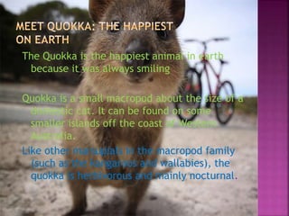 All about quokka | PPTX