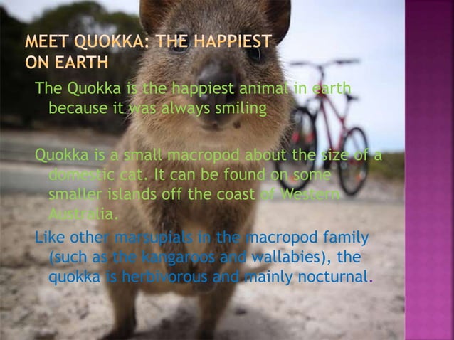 All about quokka | PPTX | Cats | Pets