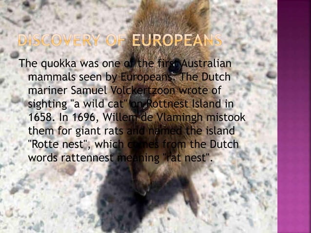 All about quokka | PPTX | Cats | Pets